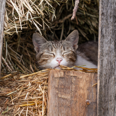 Barn Cats | Bits of Poetry